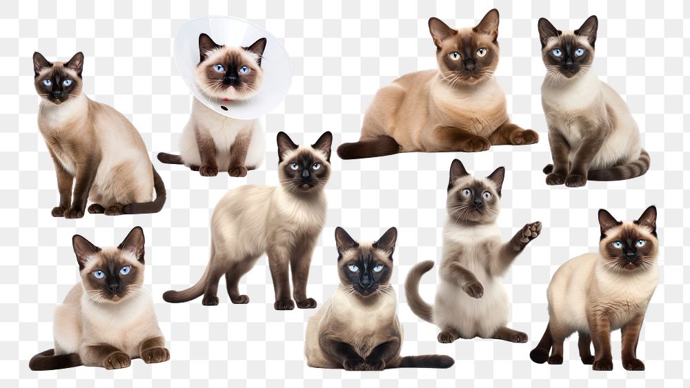 Cute Siamese cat png cut | Free PNG - rawpixel