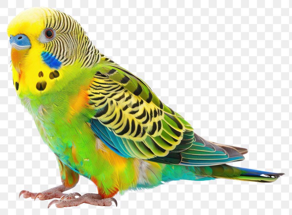 PNG Colorful parakeet white background | Free PNG - rawpixel
