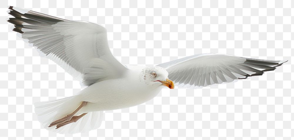 PNG Seagull soaring white background | Free PNG - rawpixel