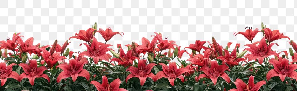 PNG Lilium roma lily flowers | Free PNG - rawpixel