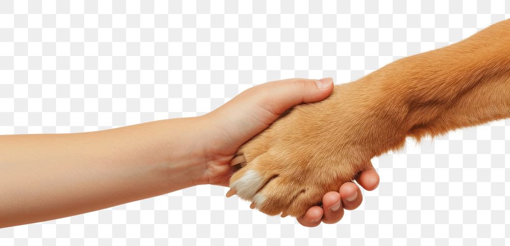 PNG Hand shaking person animal | Free PNG - rawpixel
