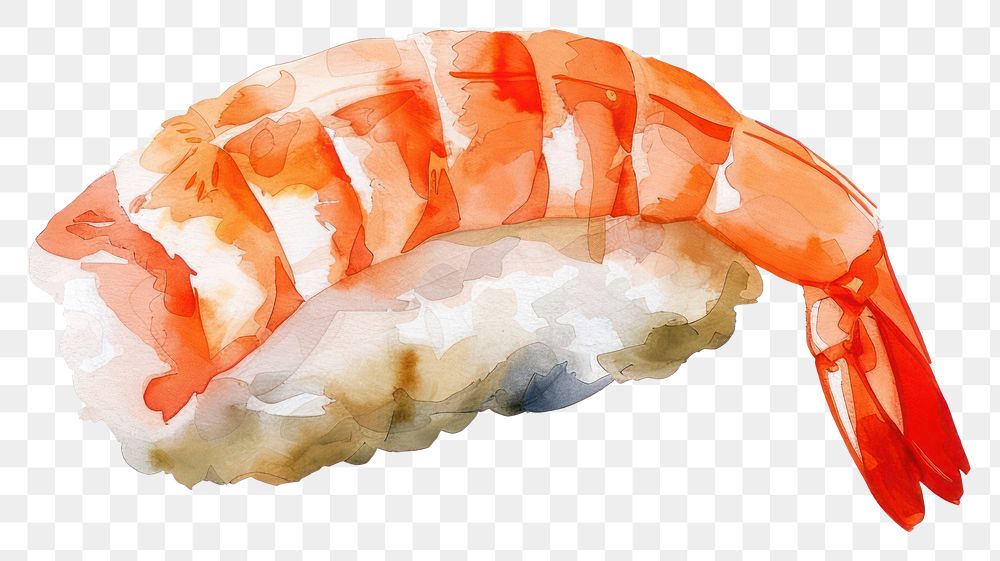 PNG Watercolor shrimp sushi illustration | Free PNG - rawpixel