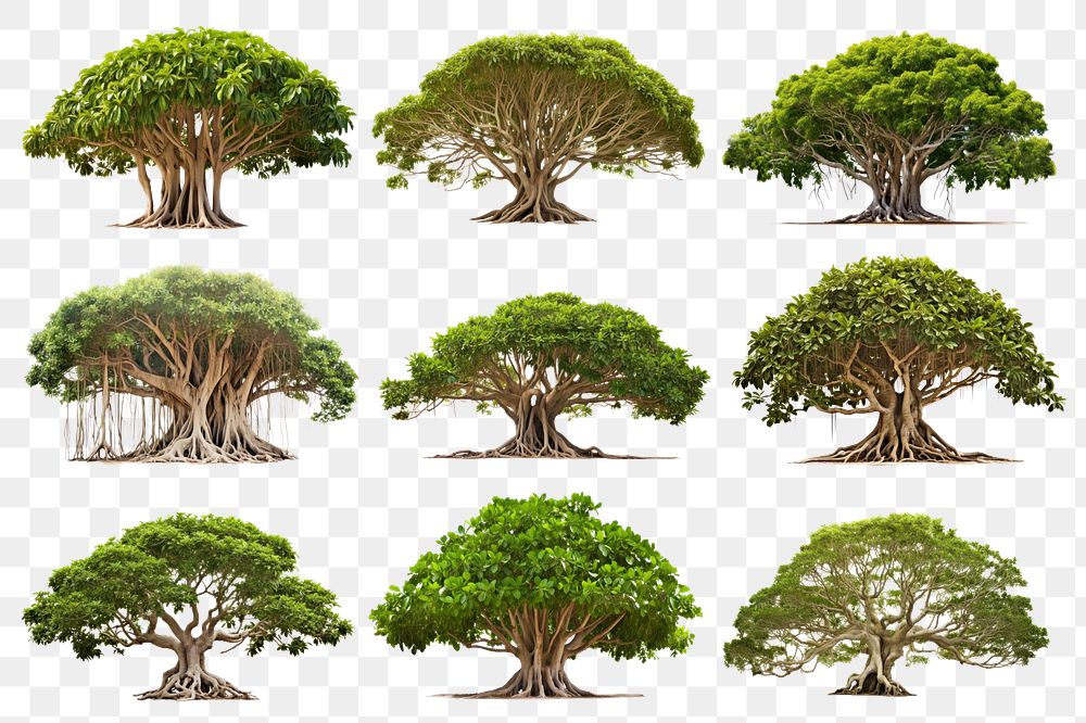 Banyan tree png element set, | Premium PNG - rawpixel