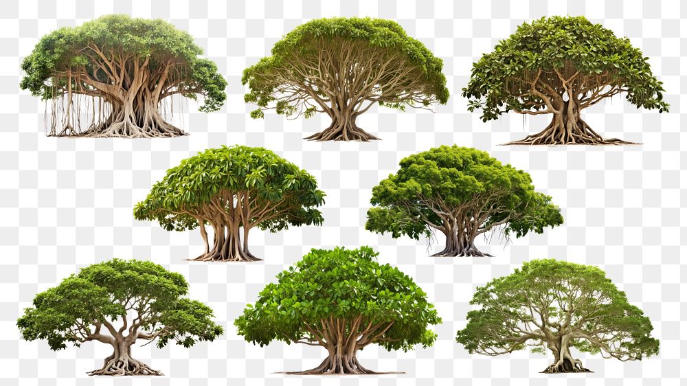 Banyan tree png element set, | Premium PNG - rawpixel