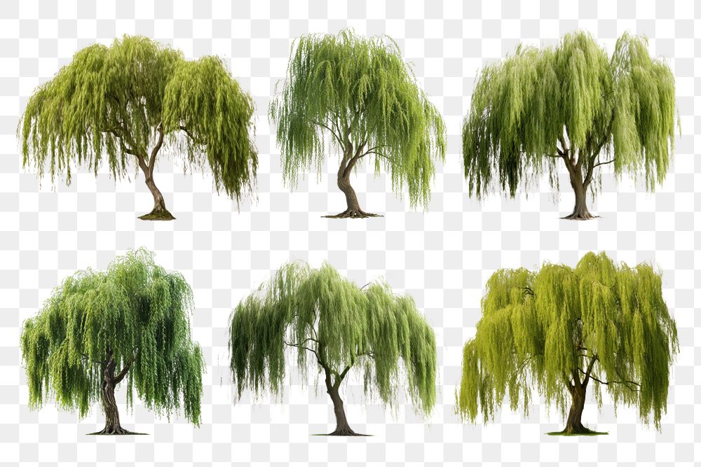 PNG willow tree set, transparent | Premium PNG - rawpixel