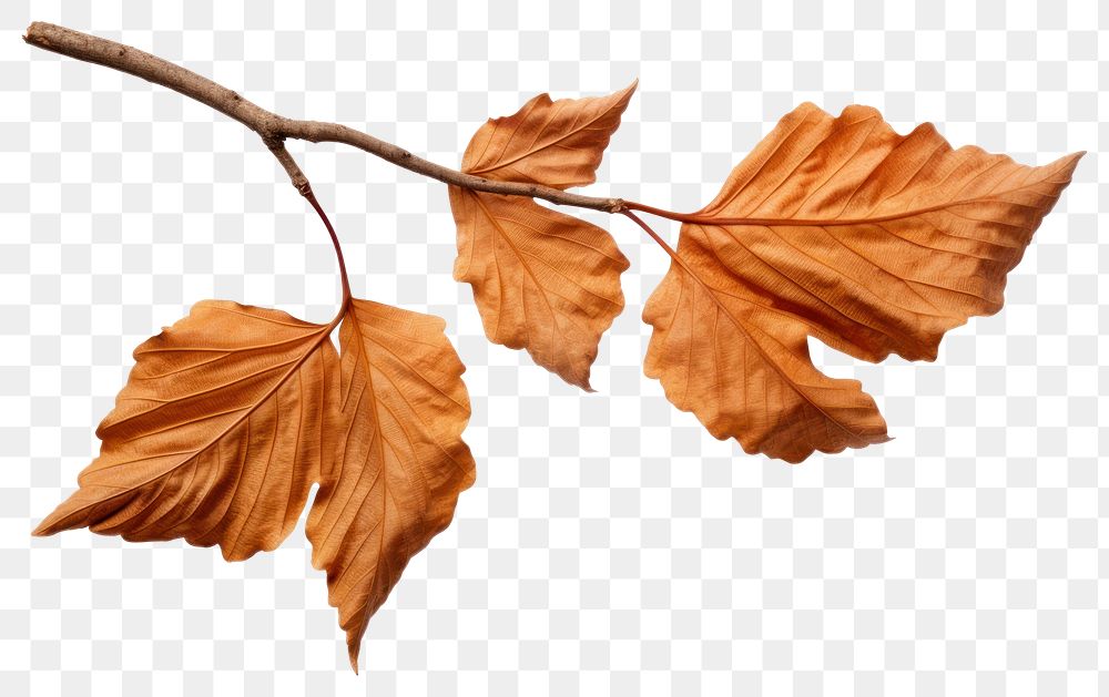 Orange Fall PNG Images | Free Photos, PNG Stickers, Wallpapers ...