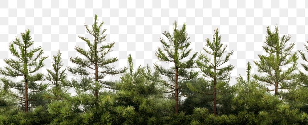 PNG Lush evergreen trees sky | Free PNG - rawpixel