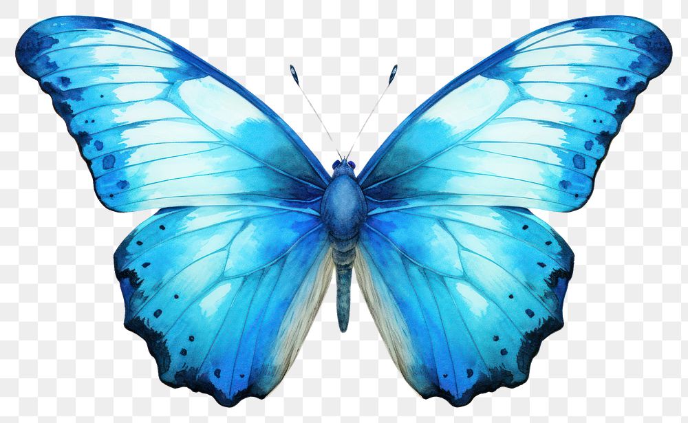 PNG Vibrant blue butterfly illustration | Free PNG - rawpixel