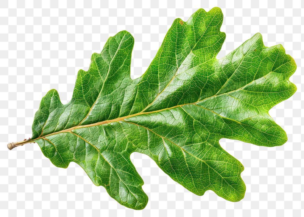 PNG Detailed green oak leaf | Free PNG - rawpixel