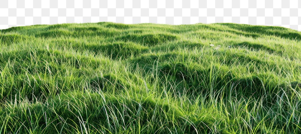 PNG Fescue Grass nature grass | Free PNG - rawpixel