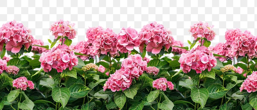 PNG Vibrant pink hydrangeas bloom | Free PNG - rawpixel
