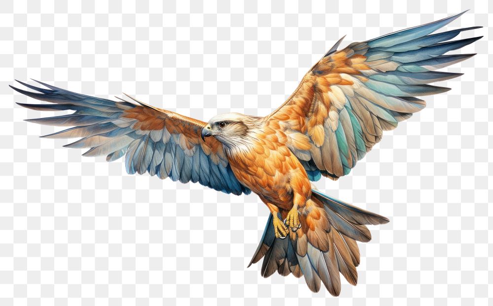 PNG Flying Hawk bird hawk | Free PNG - rawpixel