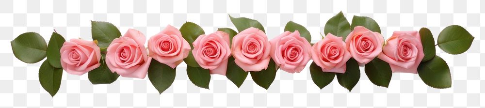PNG Pink roses aligned leaves | Premium PNG - rawpixel