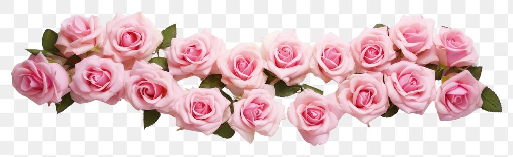 PNG Elegant pink roses row | Premium PNG - rawpixel