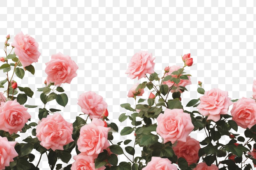 PNG Pink roses white background | Premium PNG - rawpixel