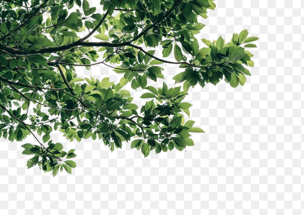 PNG Lush green tree branches | Premium PNG - rawpixel