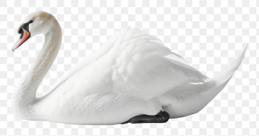 PNG Elegant swan white background | Free PNG - rawpixel