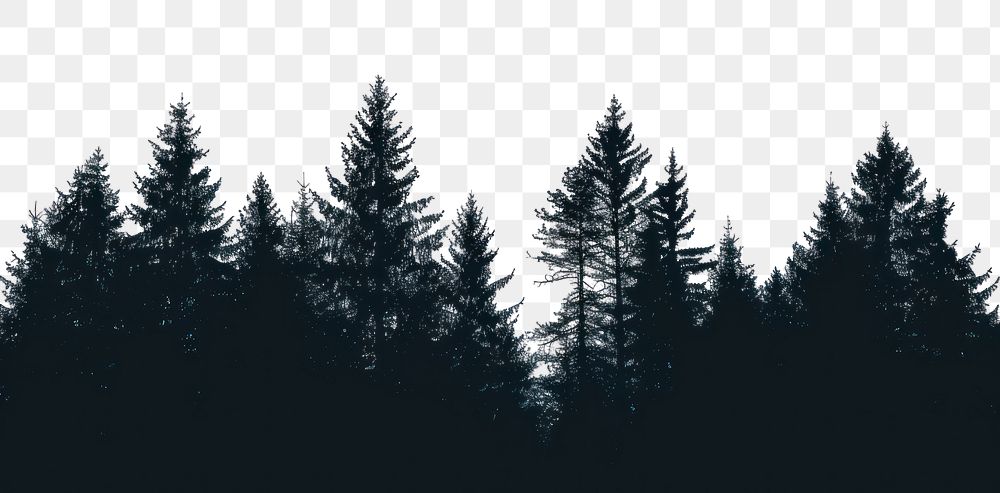Aesthetic Forest Scenery Photo Images | Free Photos, PNG Stickers ...