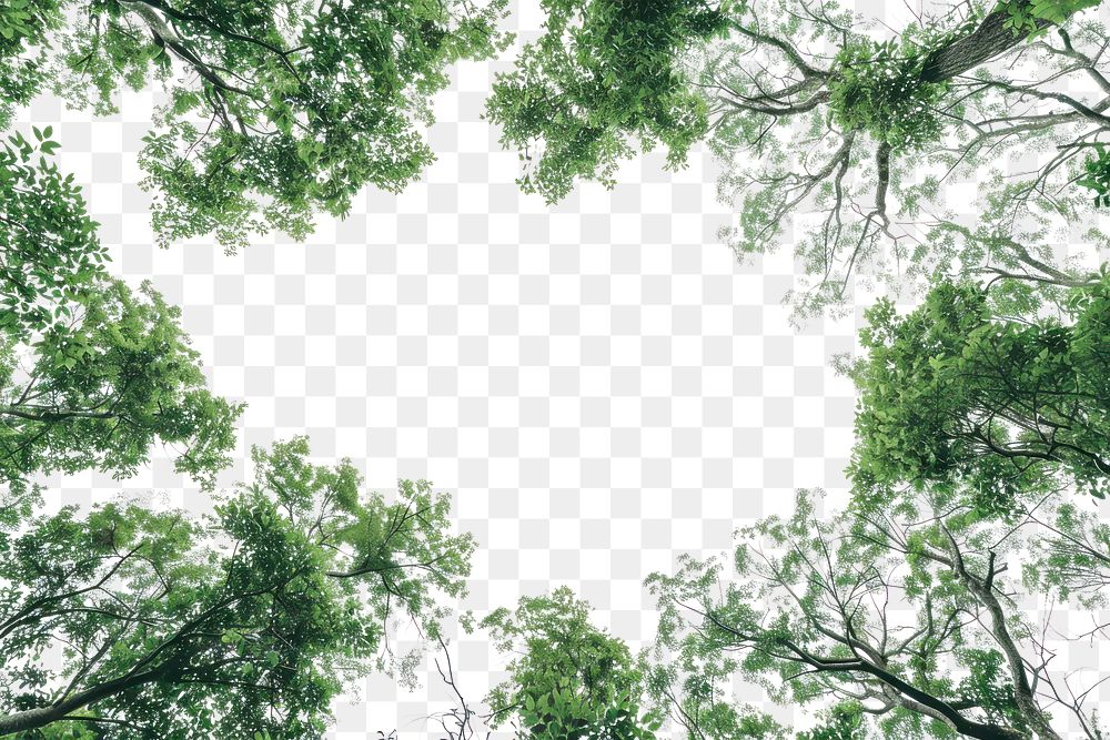 PNG Lush green tree canopy | Free PNG - rawpixel