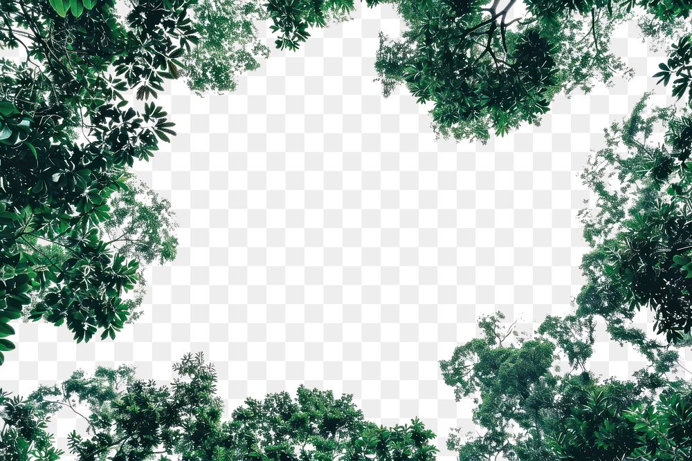 PNG Lush treetops framing bright | Free PNG - rawpixel