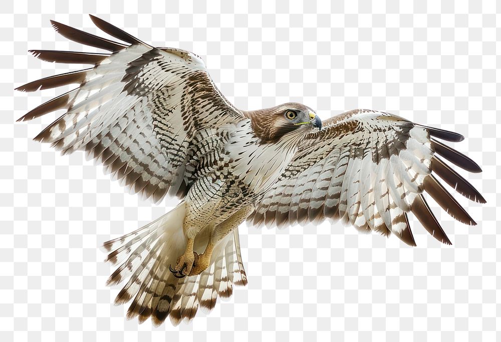 PNG Majestic hawk in flight | Free PNG - rawpixel