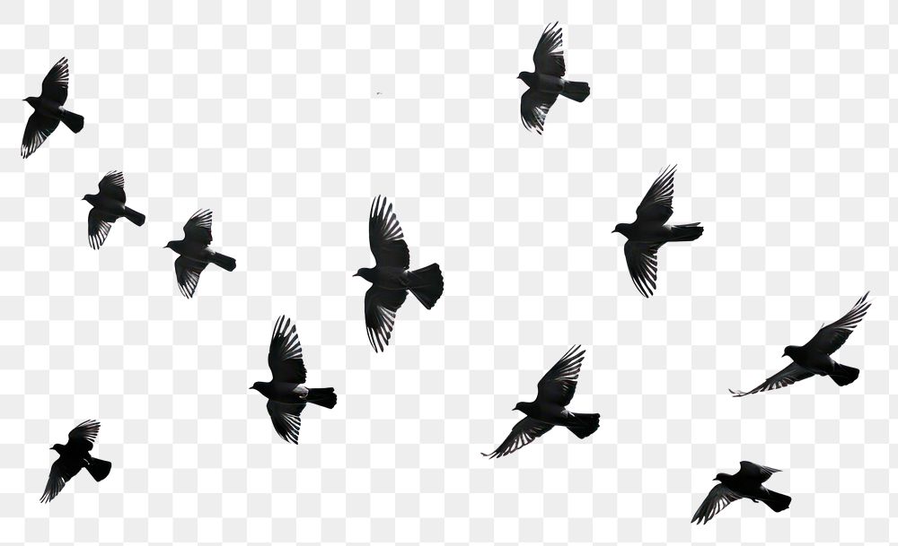 Flying birds transparent PNG | Premium PNG - rawpixel