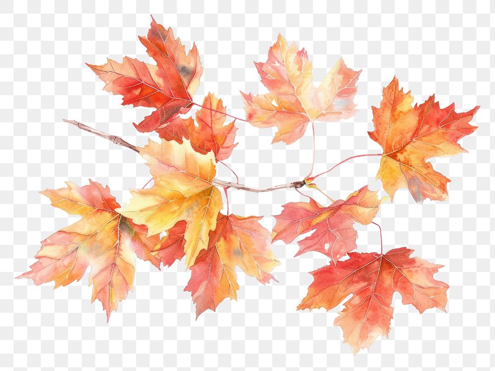 PNG Autumn maple leaves watercolor | Premium PNG - rawpixel
