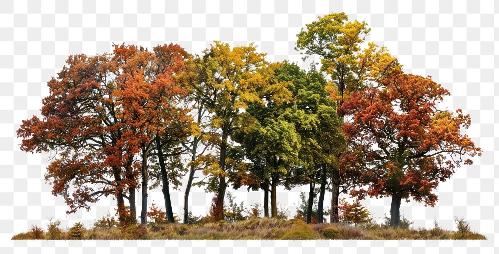 PNG Vibrant autumn trees nature | Premium PNG - rawpixel