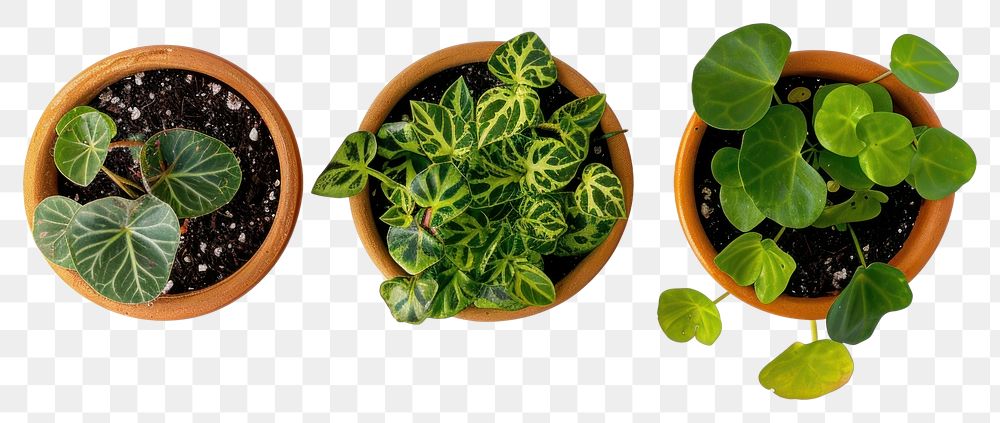 Potted plants top view | Free PNG - rawpixel