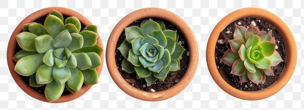 Three potted succulent plants | Free PNG - rawpixel