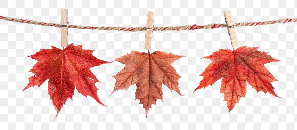 PNG Maple string plant leaf | Free PNG - rawpixel
