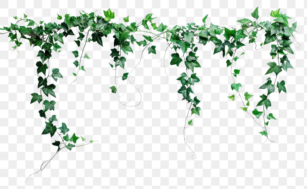 Green hanging ivy vine decoration | Premium PNG - rawpixel