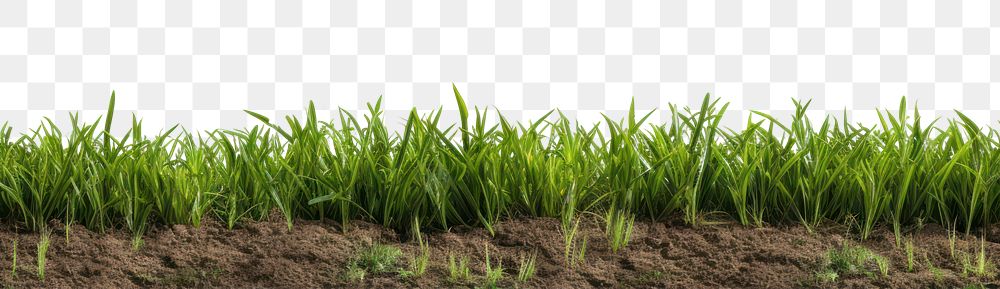 PNG Lush green grass soil | Free PNG - rawpixel