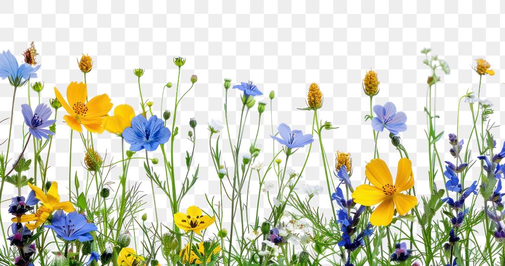 Colorful wildflower meadow border | Premium PNG - rawpixel