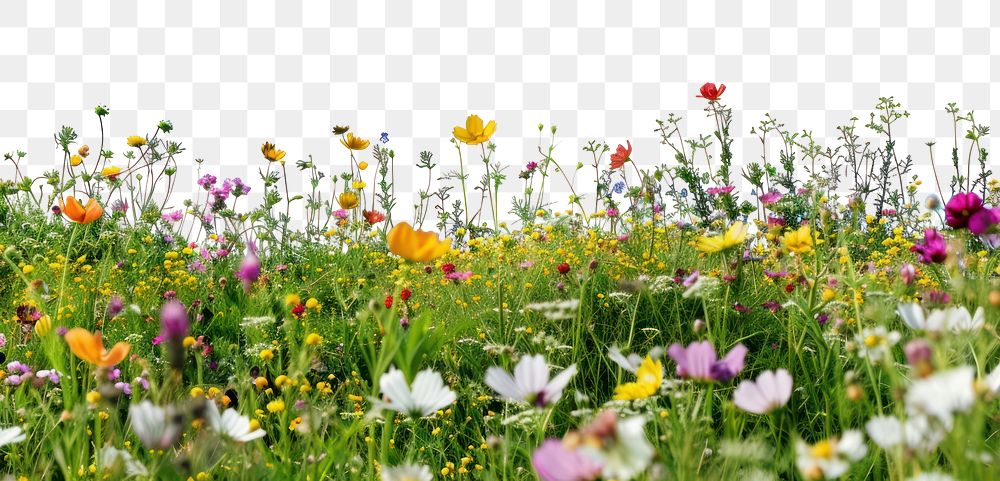 PNG Vibrant wildflower meadow bloom | Free PNG - rawpixel