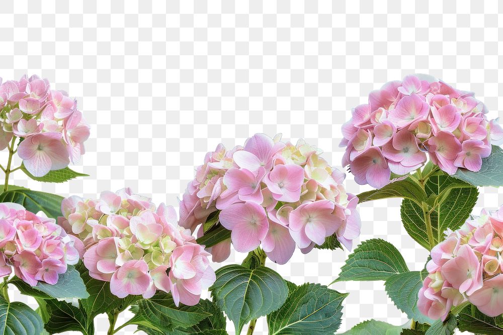 Pink hydrangea flowers bouquet | Premium PNG - rawpixel