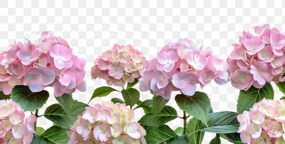 Pink hydrangea floral border | Free PNG - rawpixel