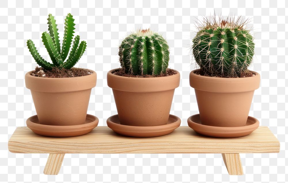 Three potted cacti on stand | Free PNG - rawpixel