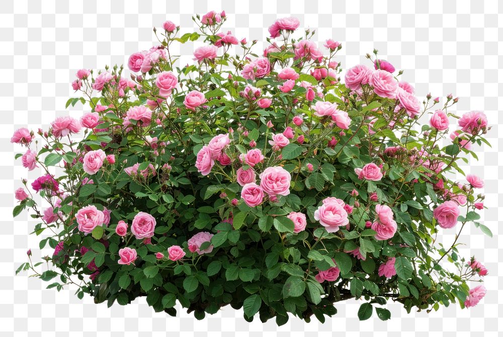 PNG Vibrant pink rose bush | Premium PNG - rawpixel