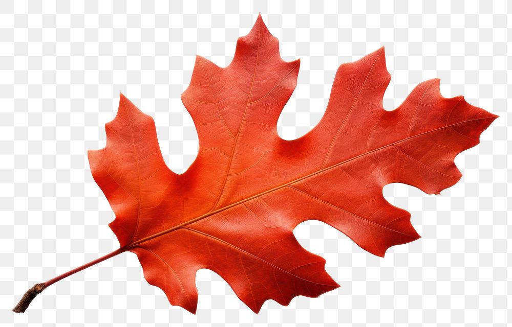 PNG Vibrant autumn oak leaf | Free PNG - rawpixel