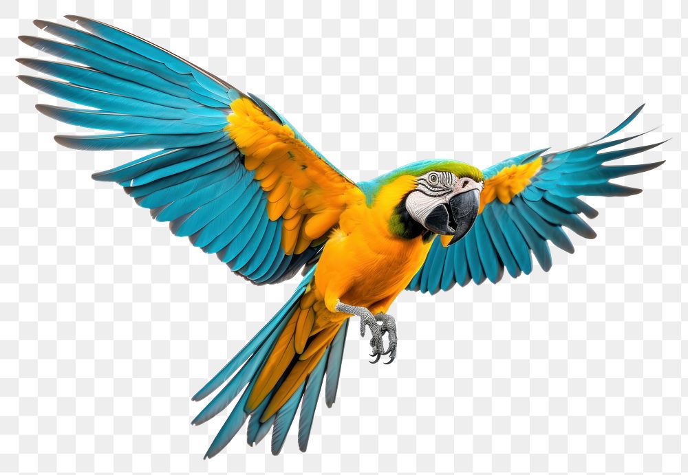 Blue And Yellow Mccaw Images | Free Photos, PNG Stickers, Wallpapers ...