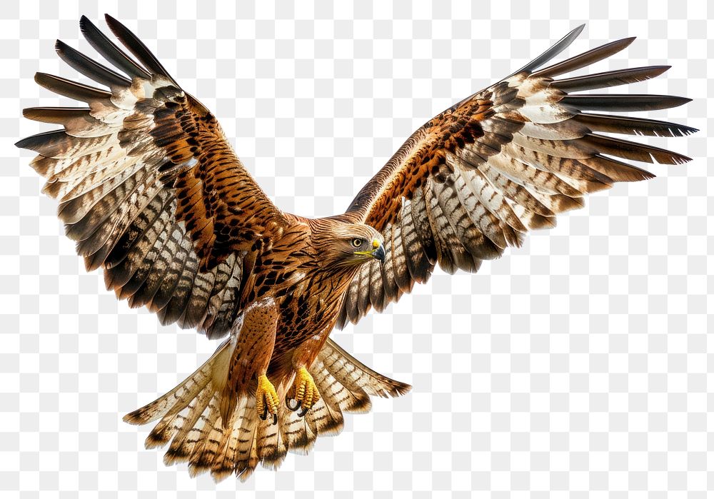 PNG Majestic hawk in flight. | Free PNG - rawpixel