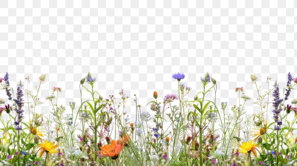 PNG Colorful wildflowers in bloom | Free PNG - rawpixel