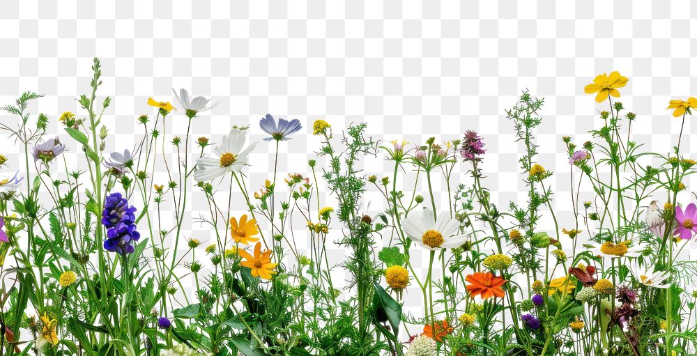 Colorful wildflower meadow border | Premium PNG - rawpixel