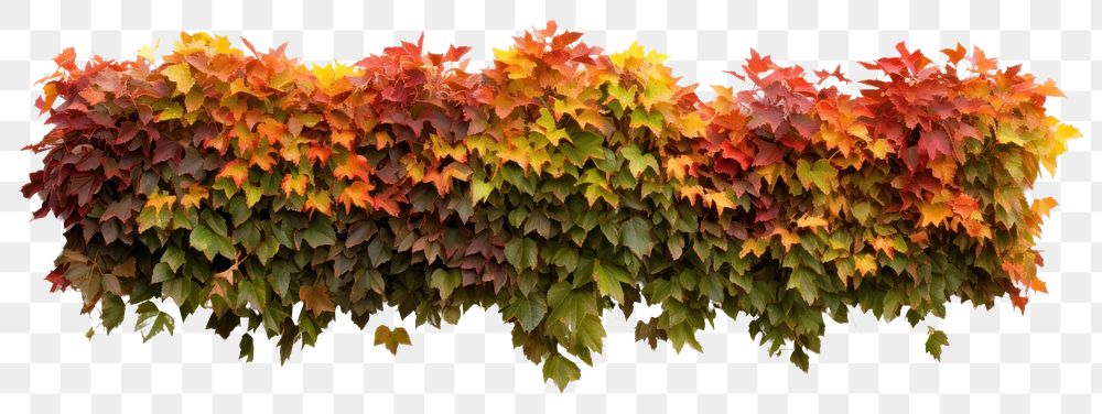 PNG Autumn hedge wall plant | Free PNG - rawpixel