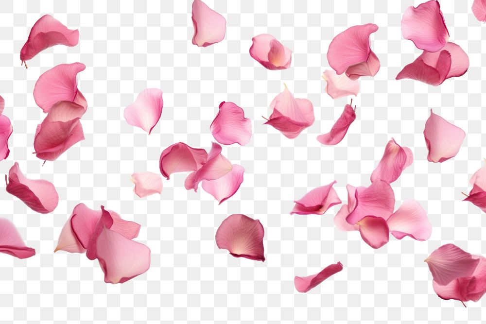 PNG Delicate pink rose petals | Free PNG - rawpixel