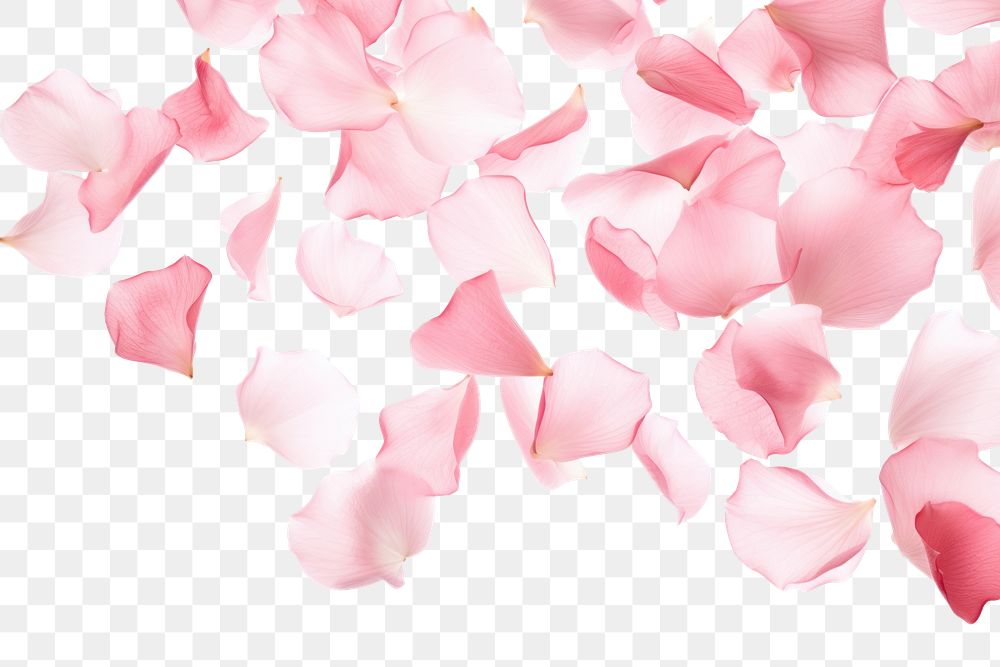 PNG Delicate pink rose petals | Premium PNG - rawpixel