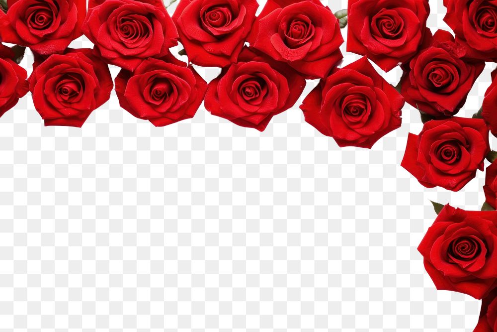 PNG Red rose border flower | Free PNG - rawpixel