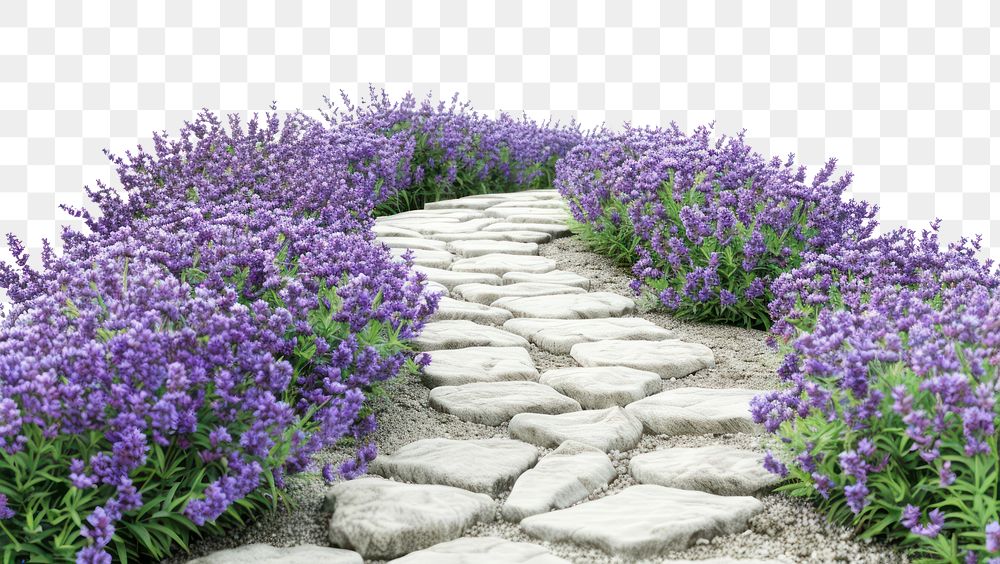 PNG Lavender path serene garden | Free PNG - rawpixel