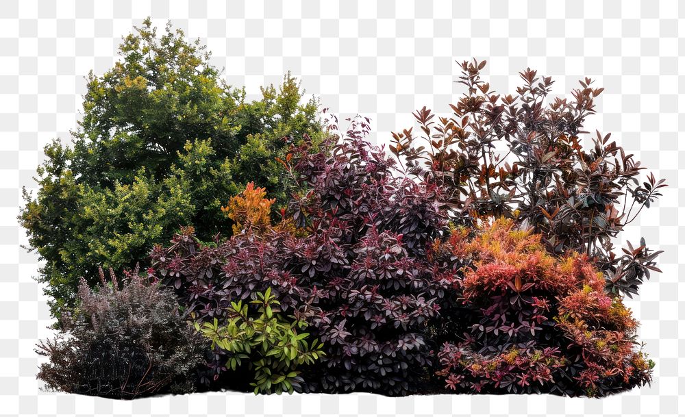 PNG Tree bush vegetation outdoors. | Free PNG - rawpixel